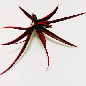Red Abdita Air Plant - Capitata Ionantha Tillandsia Airplant - Color ...