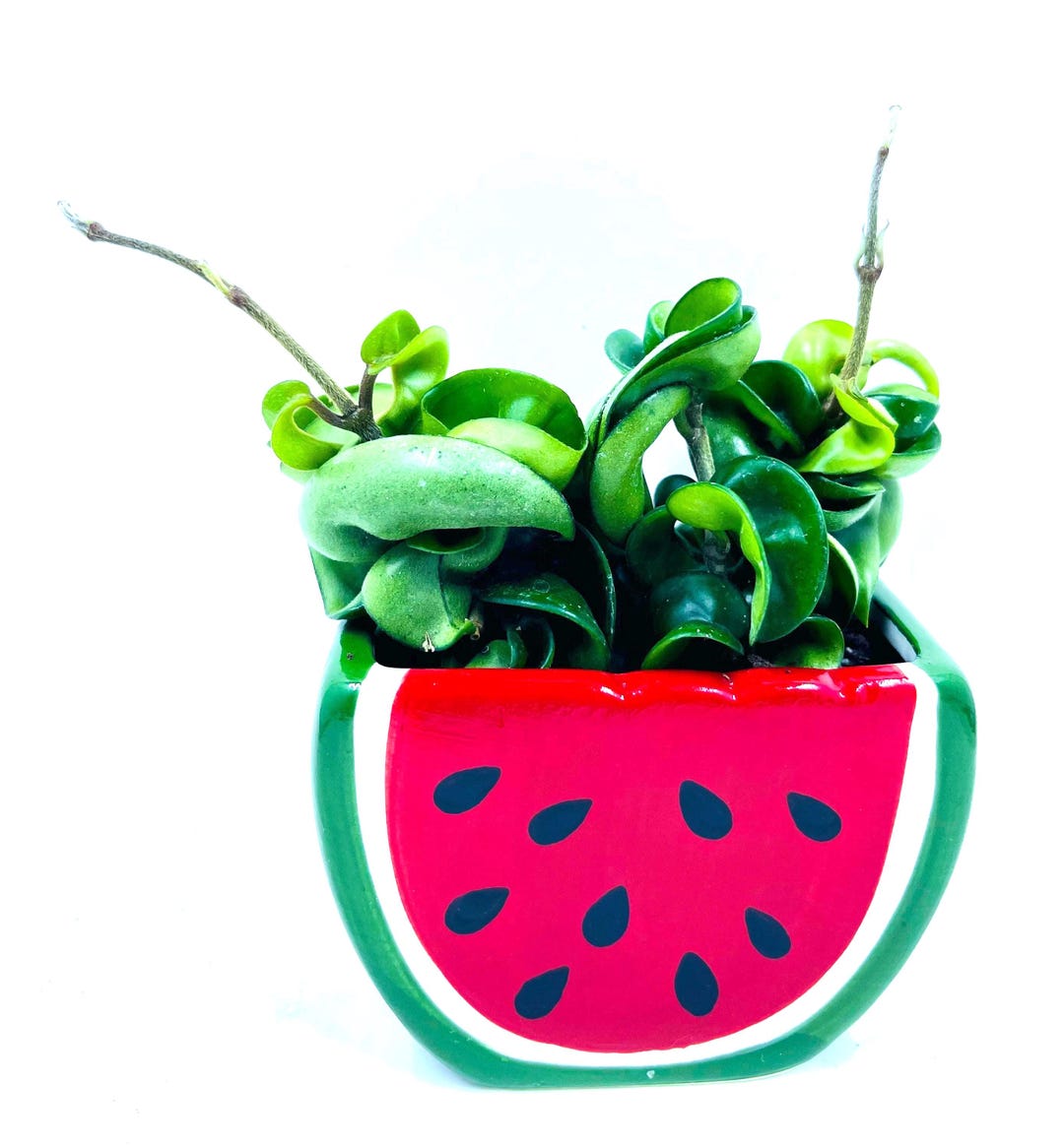 Watermelon Hoya - Hoya Rope in Watermelon Planter - Only 1 Available - Etsy