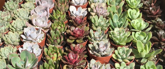 Assorted Echeveria Succulent Plants 2 Pot Live Plant - Etsy