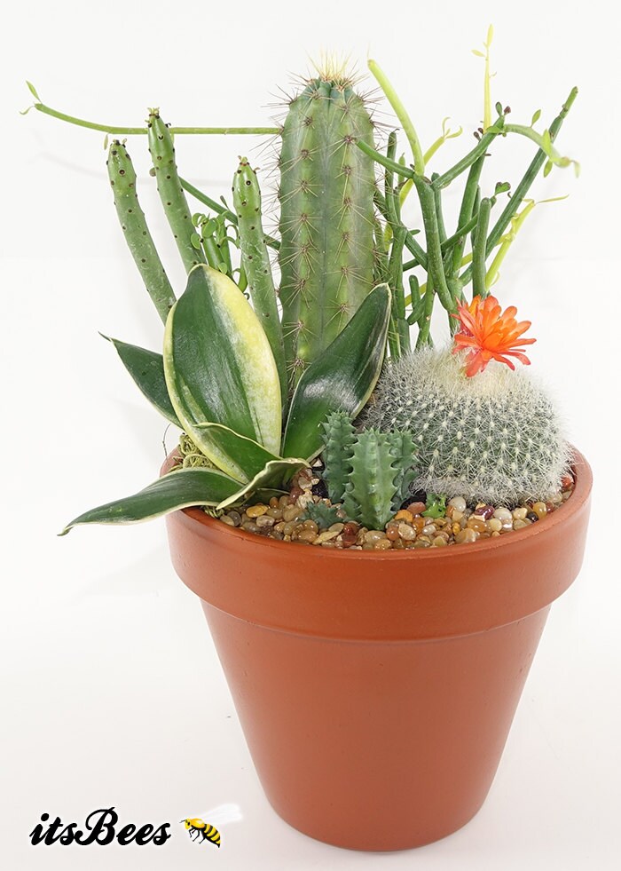 Terracotta Cactus Garden Perfect Table Setting Centerpiece - Etsy