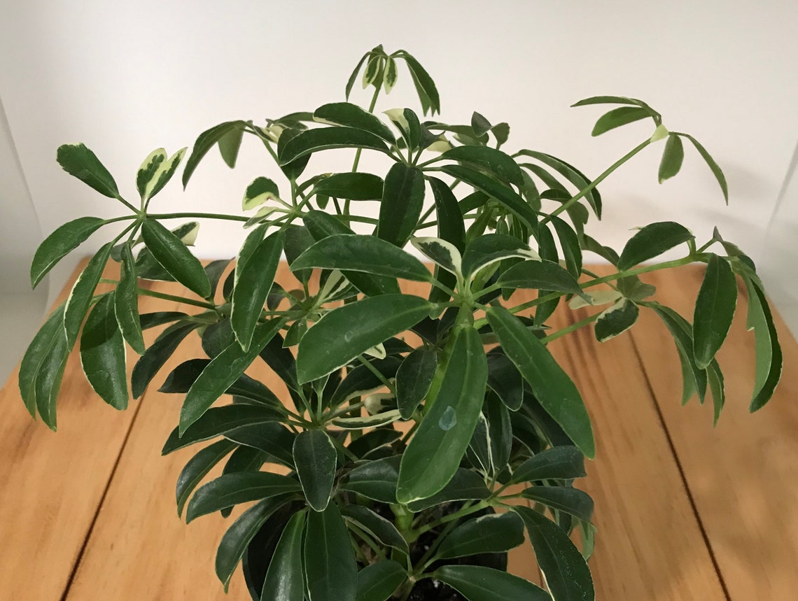 Variegated Moon Drop Umbrella Plant - Dwarf Schefflera Arboricola - 4 ...