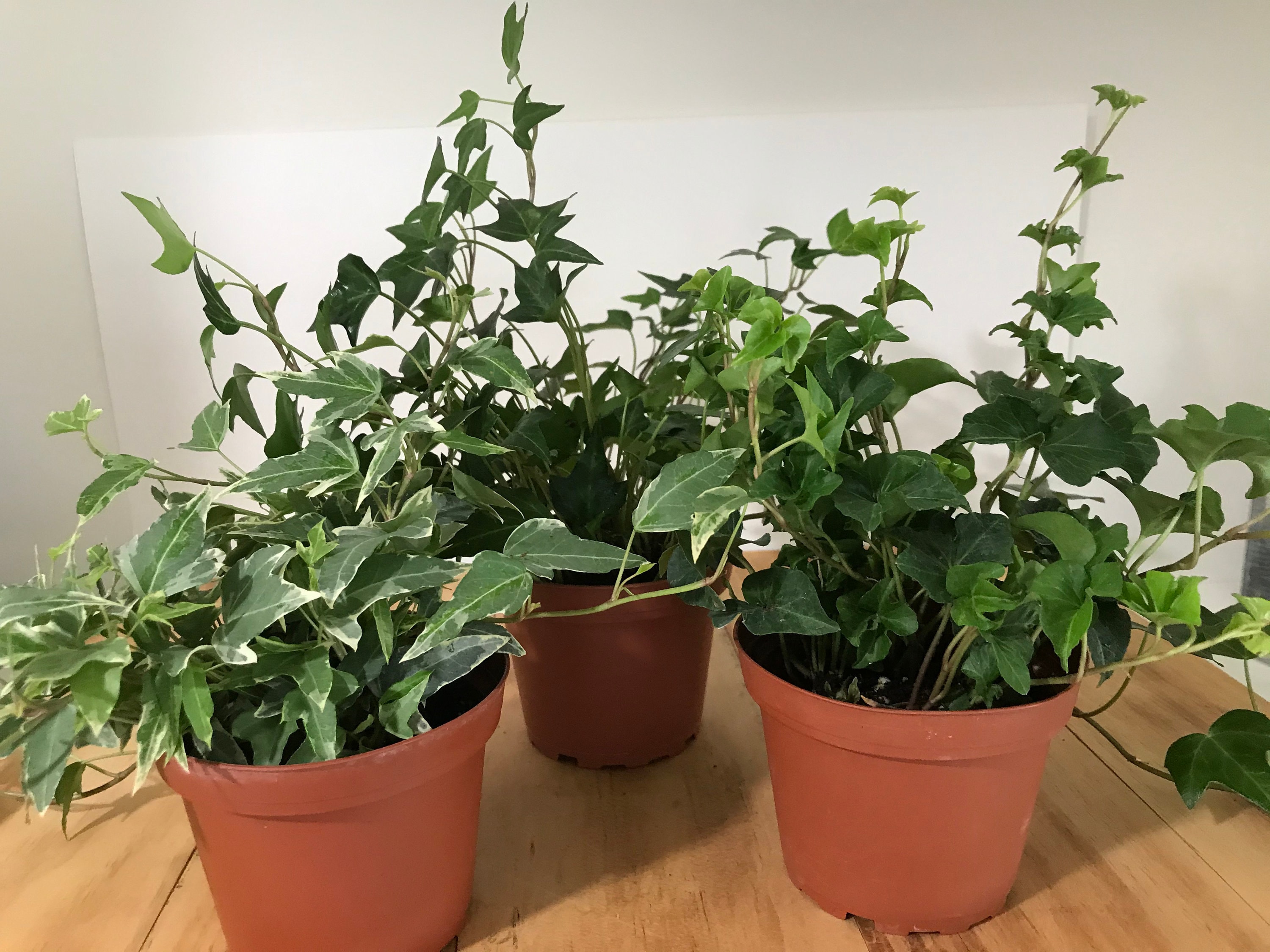 3 Assorted Ivy Live Plant Variety Different Vining Plants in | Etsy