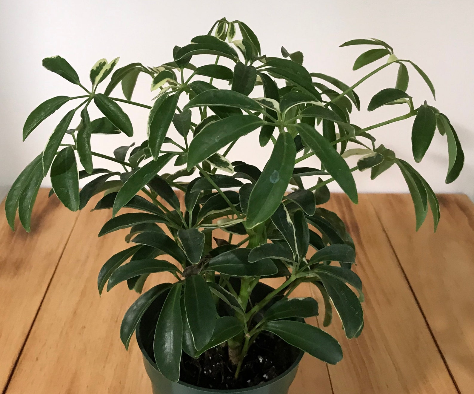 Variegated Moon Drop Umbrella Plant - Dwarf Schefflera Arboricola - 4 ...