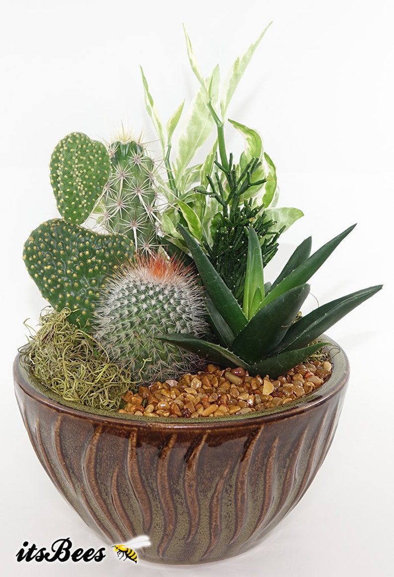 Medium Cactus Garden 8 Earth Tone Ceramic Container - Etsy
