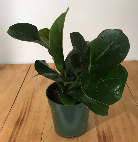 Live Fiddle Leaf Fig Tree Single Stem 4 and 6 | Etsy