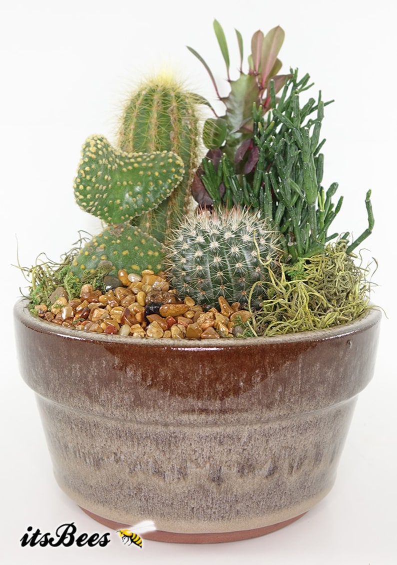 Medium Cactus Garden 8 Earth Tone Ceramic Container - Etsy