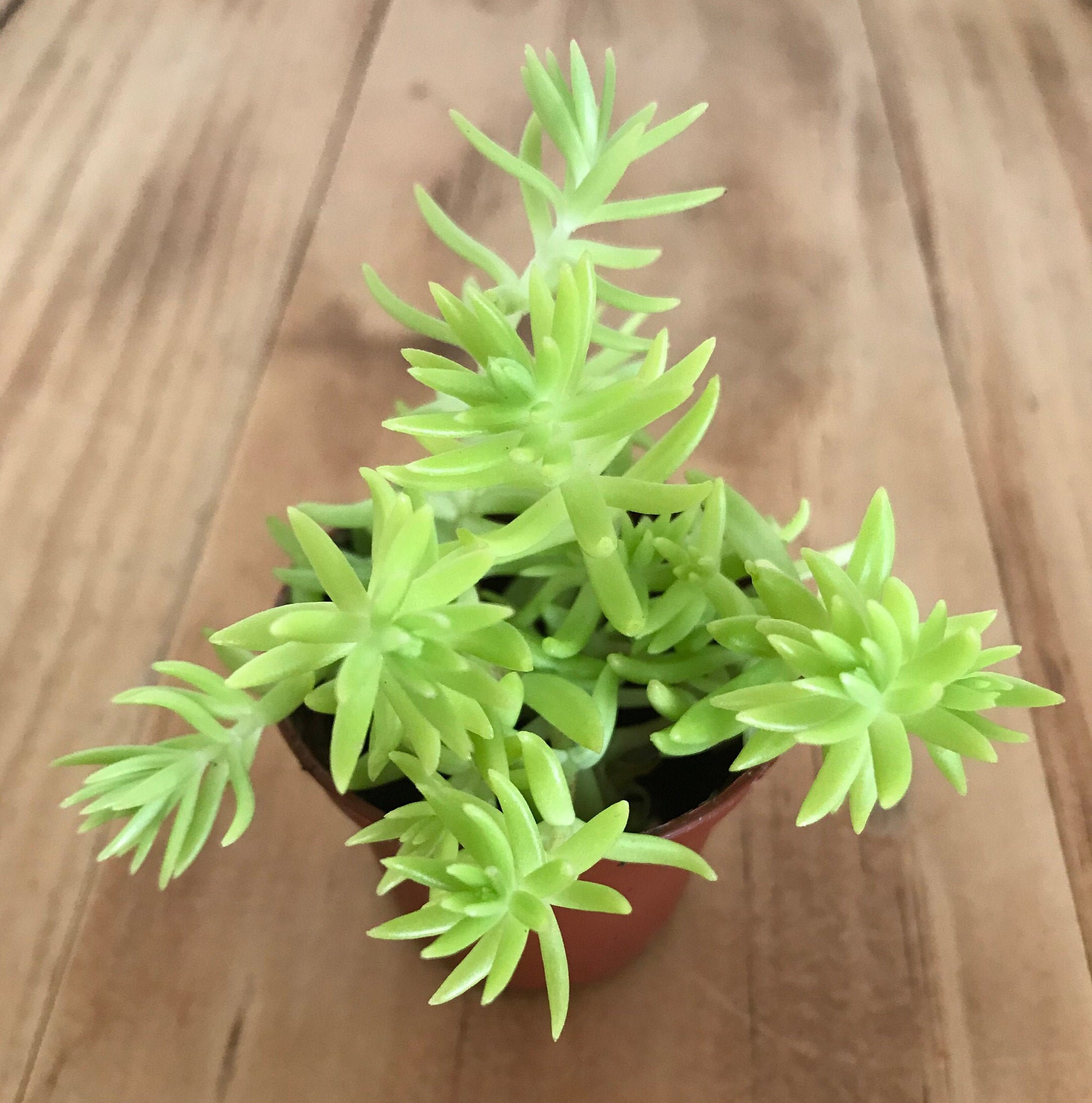 Live Gold Stonecrop 2 Pot Florida Friendly Sedum | Etsy