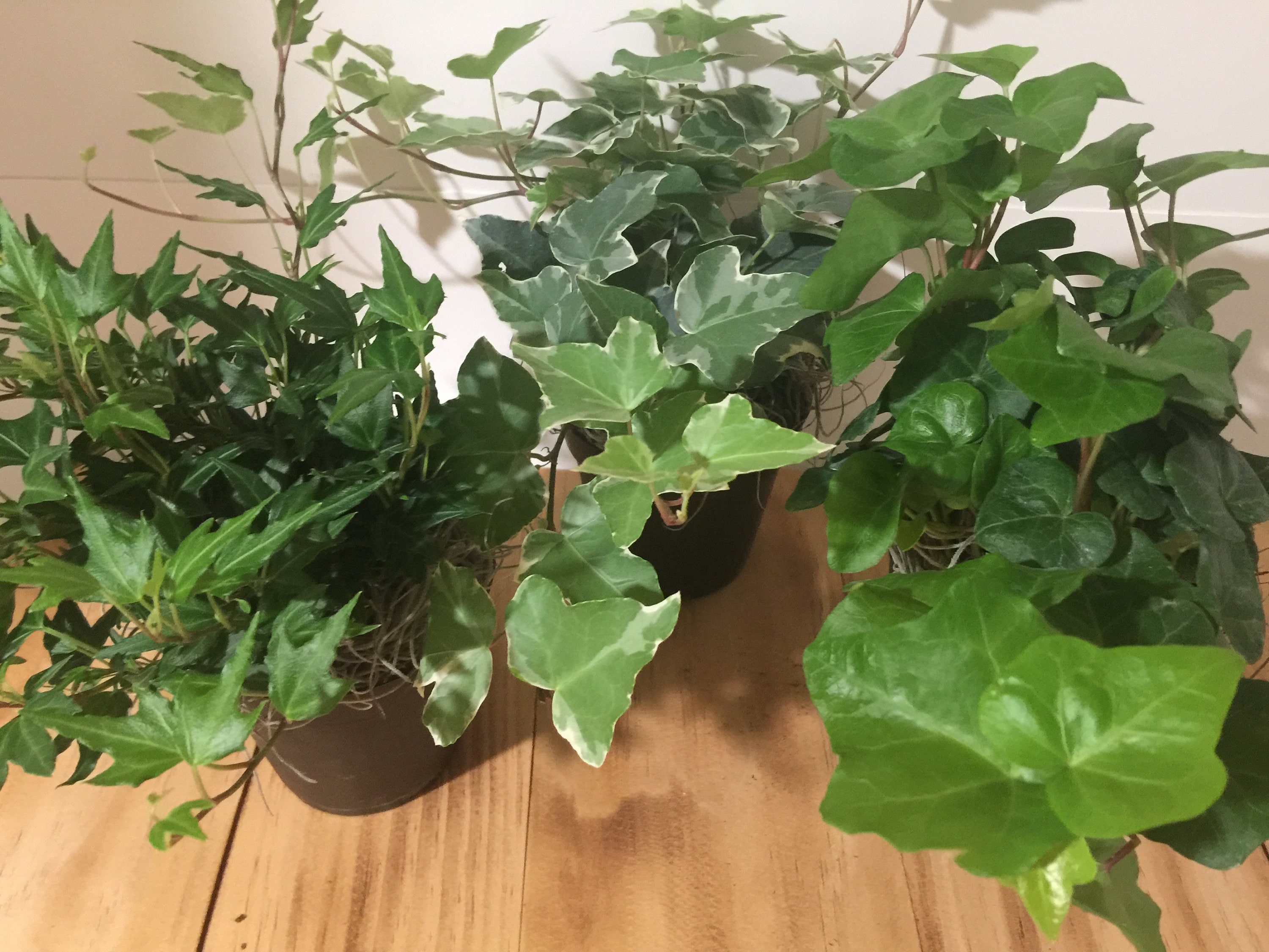 3 Assorted Ivy Live Plant Variety Different Vining Plants in | Etsy