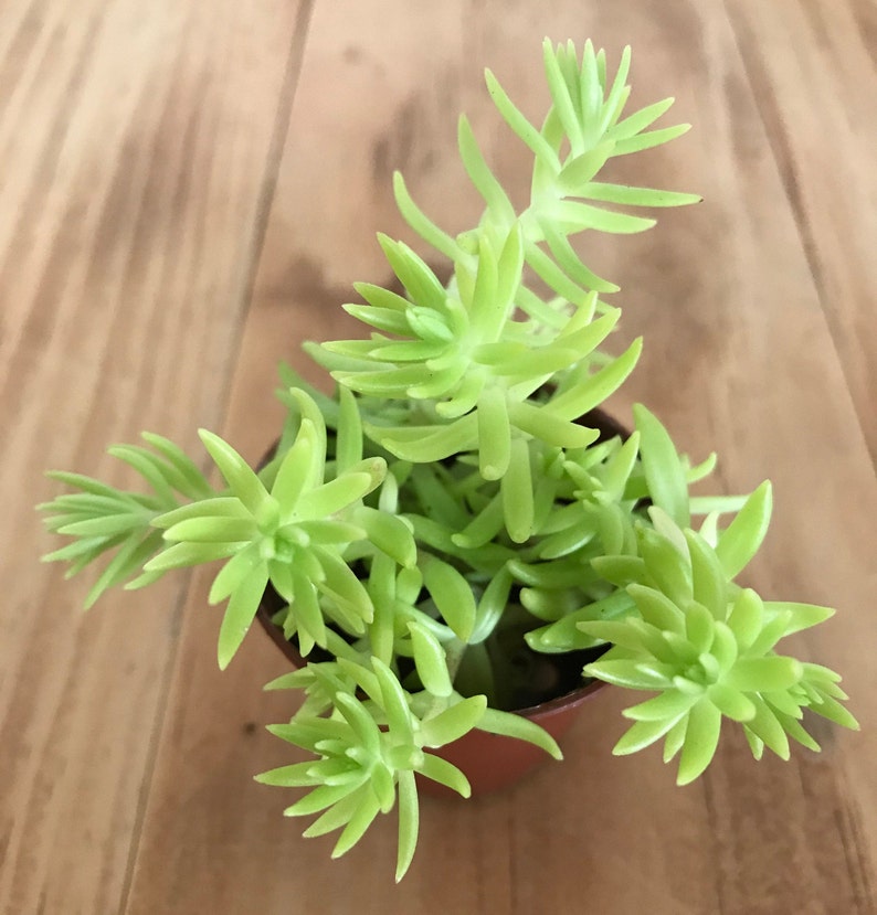 Live Gold Stonecrop 2 Pot Florida Friendly Sedum | Etsy