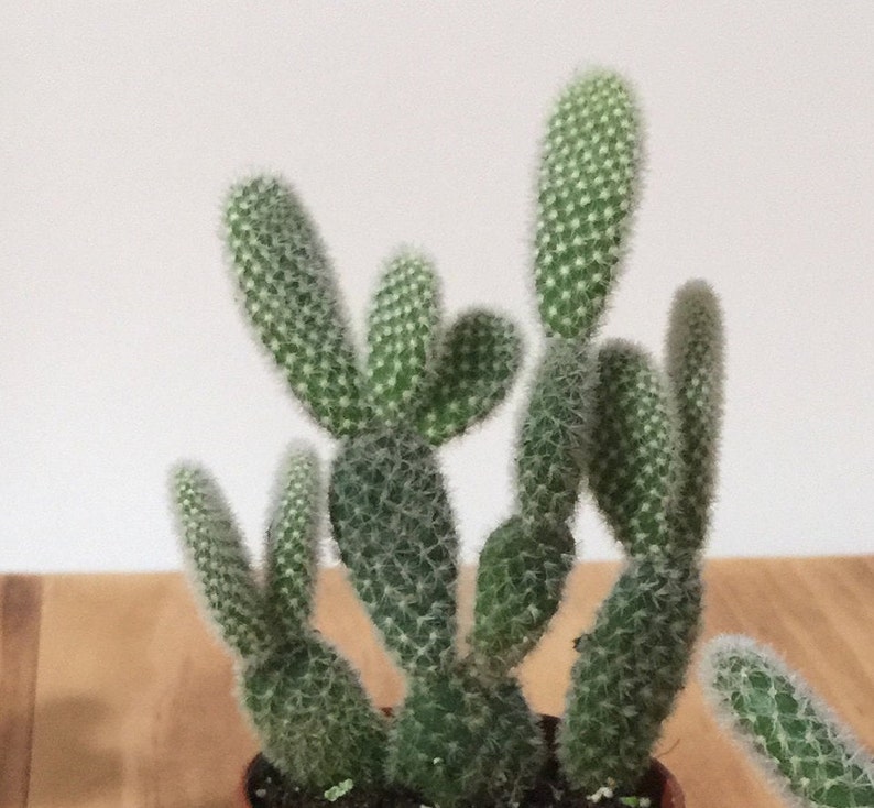 White Angel Wing Cactus CUTTING Opuntia Microdaisys Cacti - Etsy