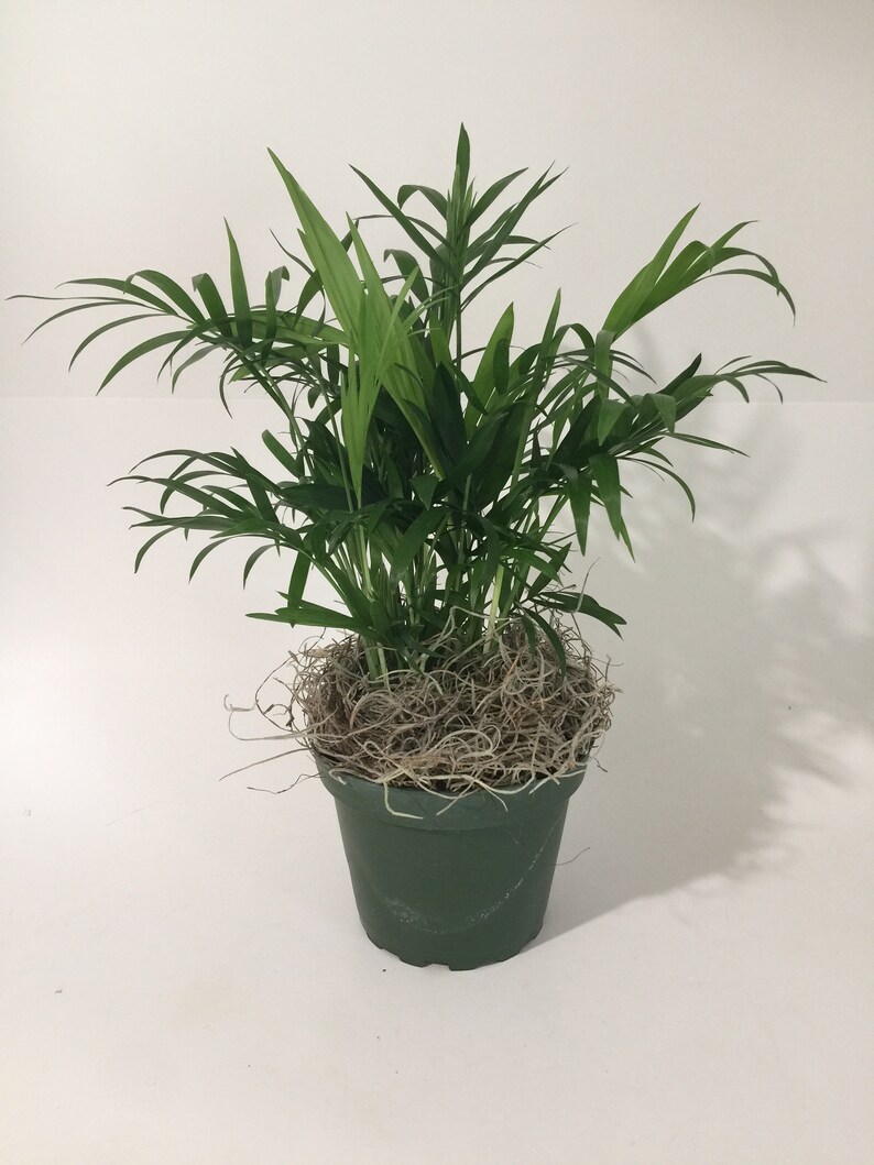 Victorian Parlor Palm Live Plant 4 Pot Shade Only - Etsy Canada