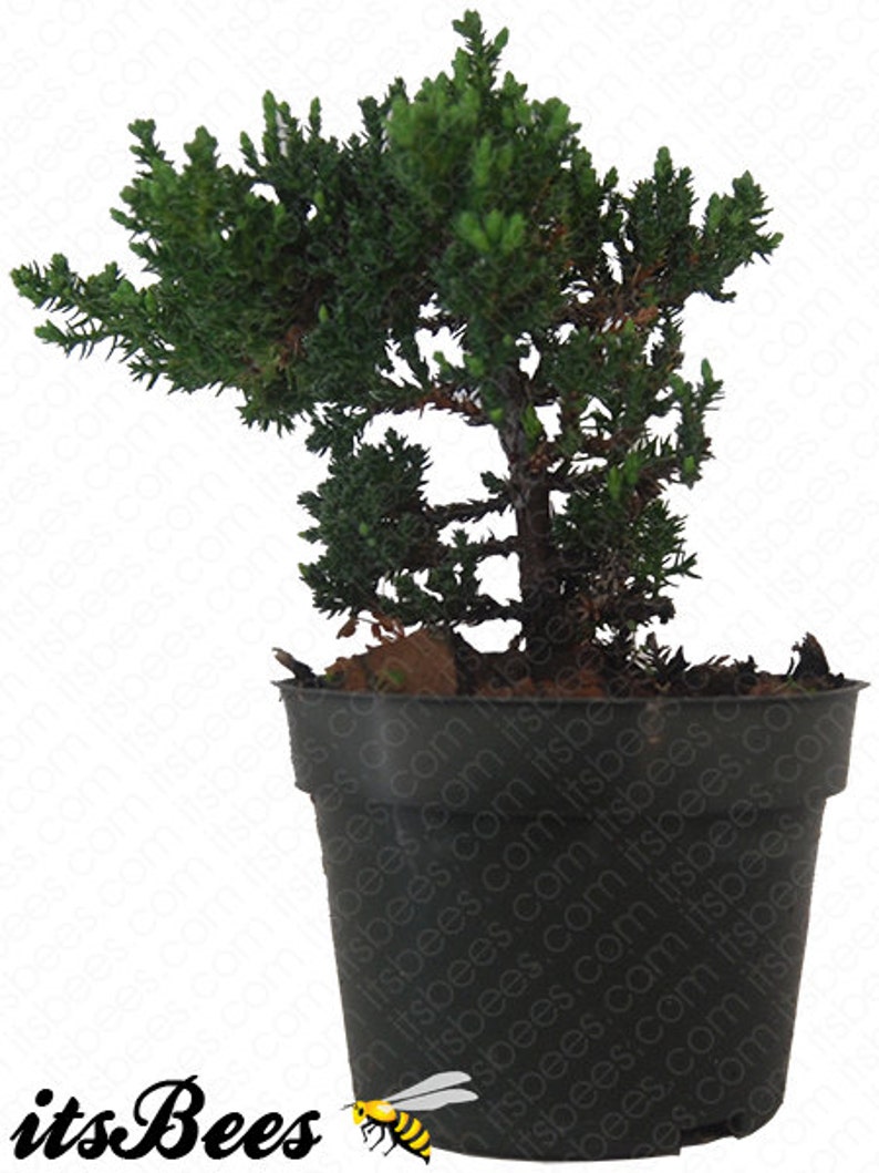Japanese Dwarf Juniper Pre Bonsai Juniperus Procumbens | Etsy