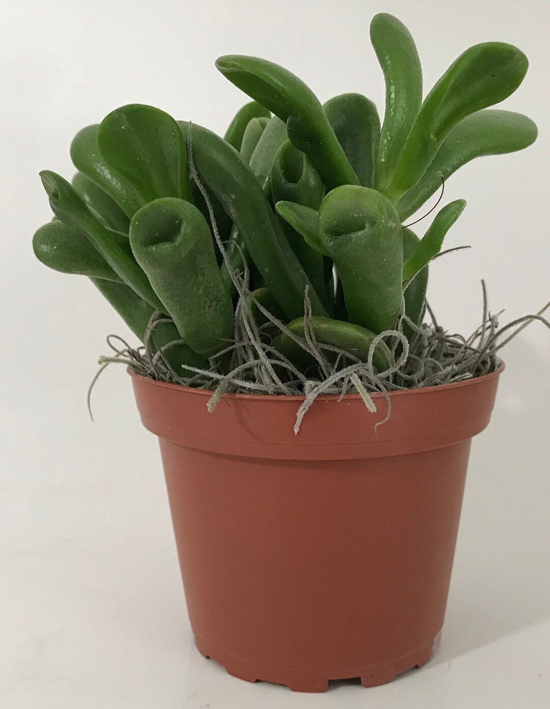 Live Hobbit Fingers Jade Plant - Crassula Ovuta Gollum - 2", 4" and 6 ...