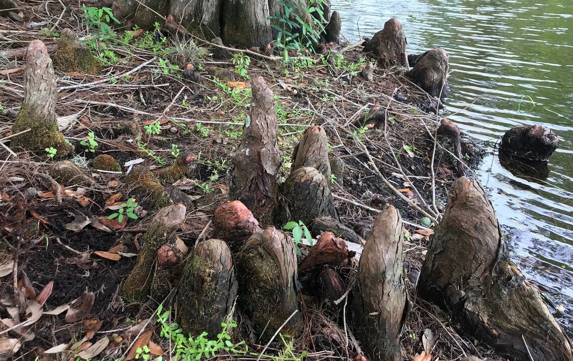 Fresh Cut Cypress Knees Picked to Order Unprocessed - Etsy