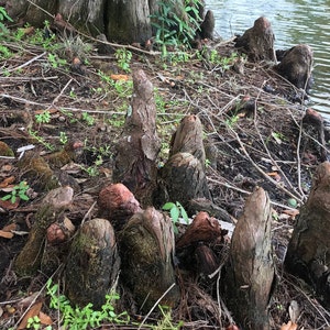 Fresh Cut Cypress Knees - Picked to Order, Unprocessed Tapered, Natural ...