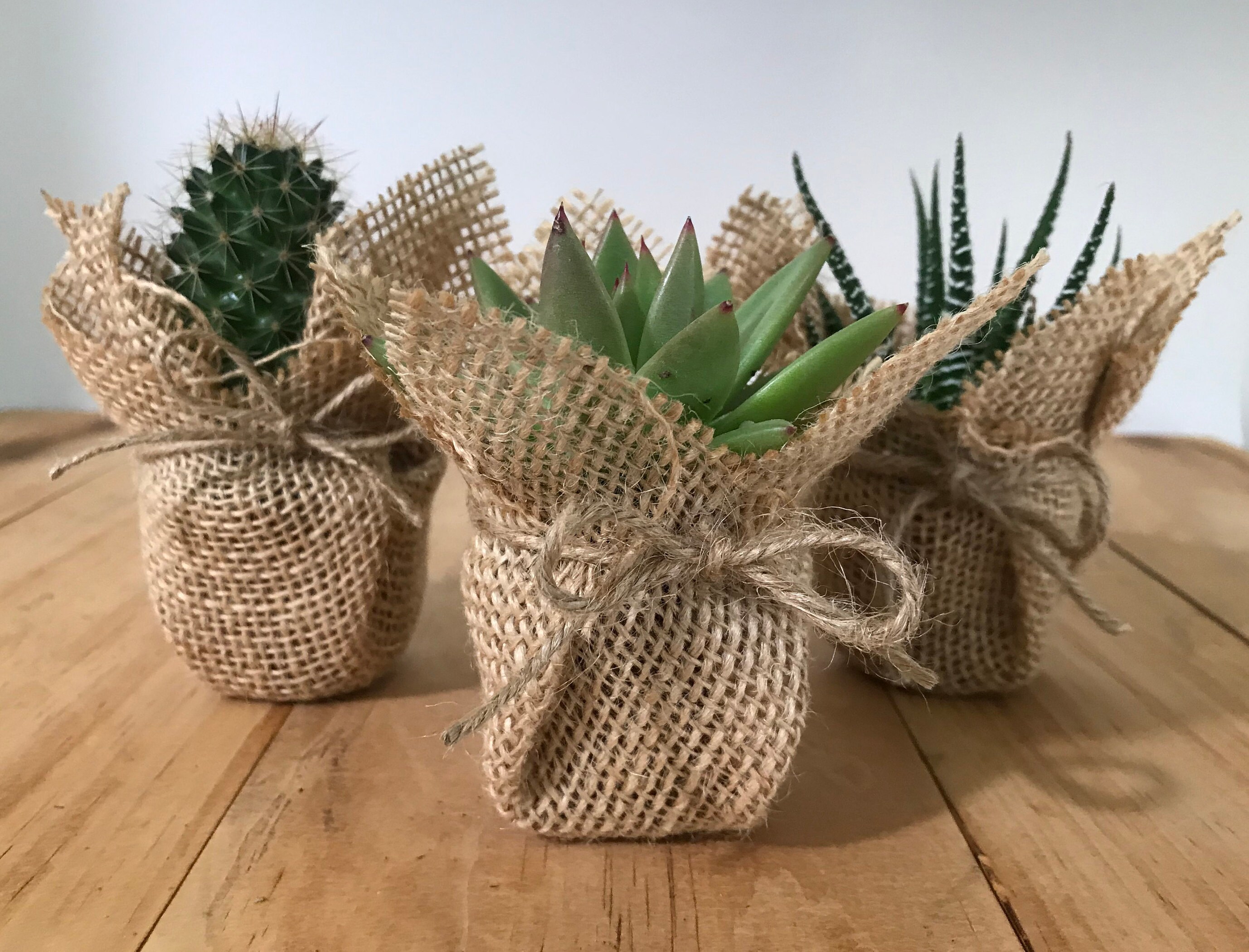 Live Succulent Cactus Haworthia Rustic Burlap Assorted | Etsy