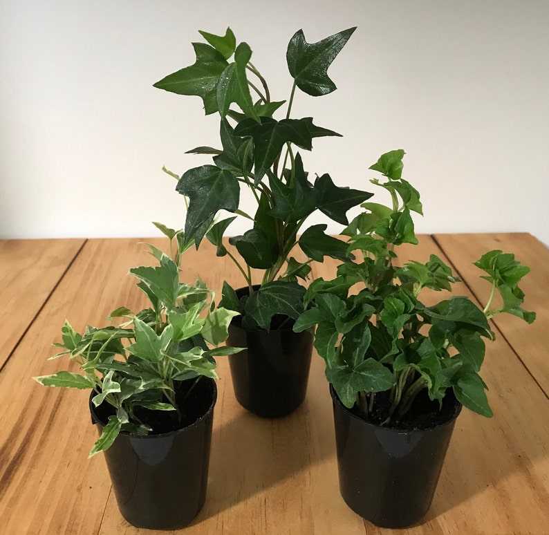 3 Assorted Ivy Live Plant Variety Different Vining Plants in - Etsy