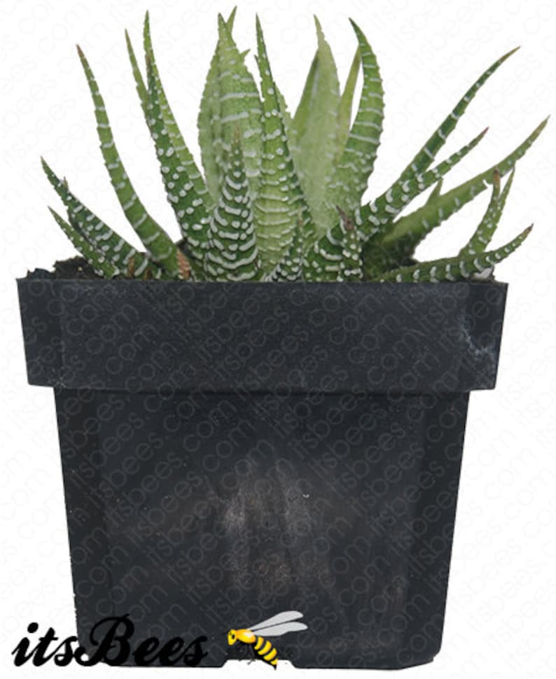 Variegated Zebra Haworthia Fasciata Aloe Succulent Plant | Etsy