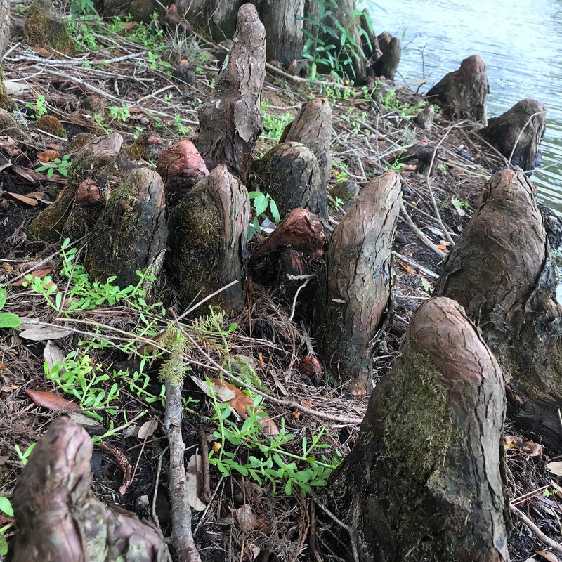 Cypress Knees - Etsy