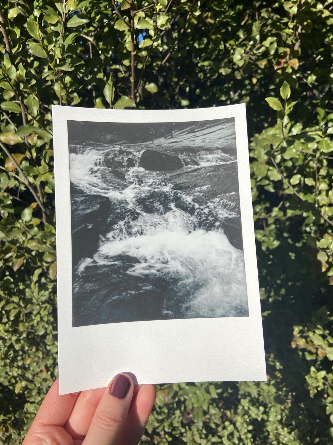 Vintage Polaroid Art Print, Sequoia National Park River, Black and ...