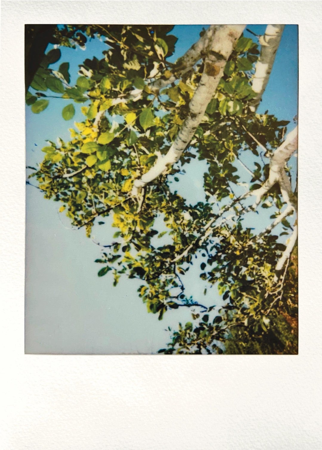 Polaroid Vintage Inspired Photo Print of Trees, Sky, Nature - Etsy