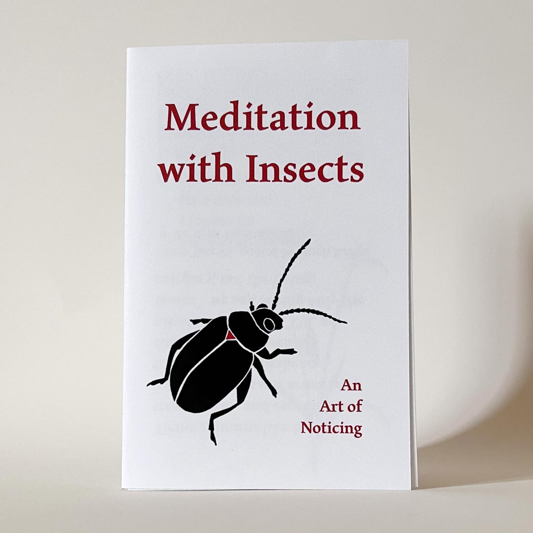 Meditation With Insects (unfolding Connections Zine #1) - Etsy
