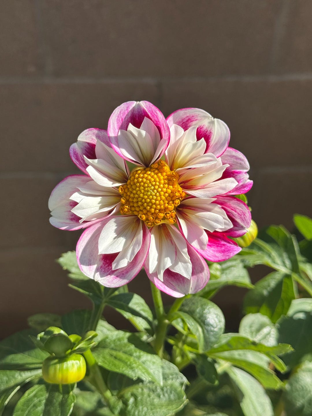 PREORDER Spring Shipping - 1 "bumble Rumble” Dahlia Tuber - Etsy