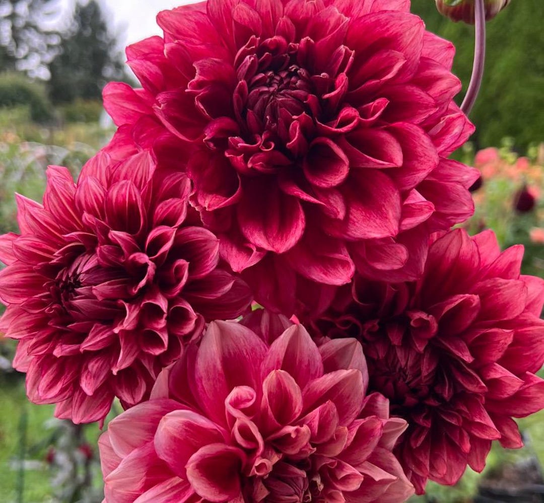 1 "bloomquist York” Dahlia Tuber - Etsy