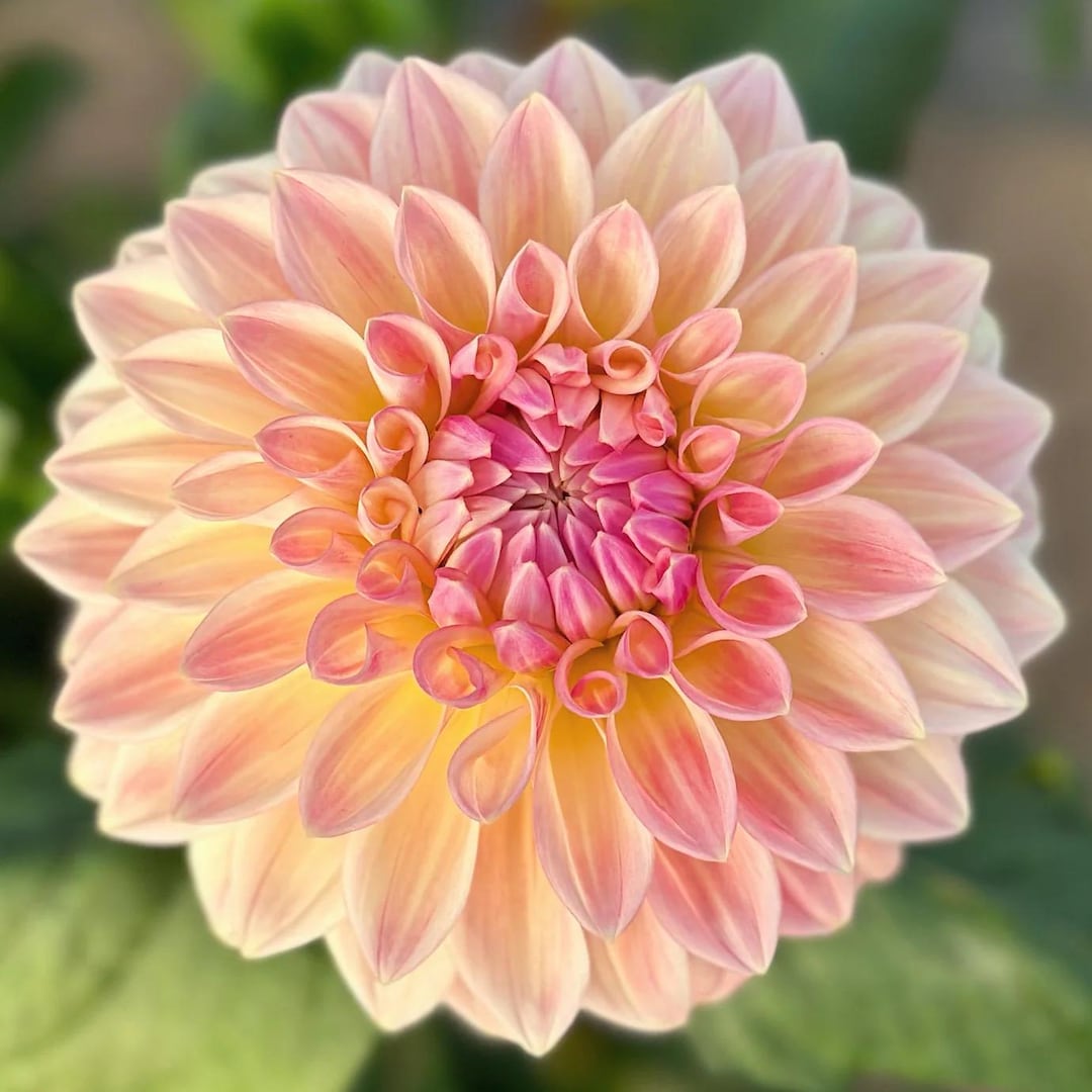 1 "bloomquist Alan” Dahlia Tuber - Etsy