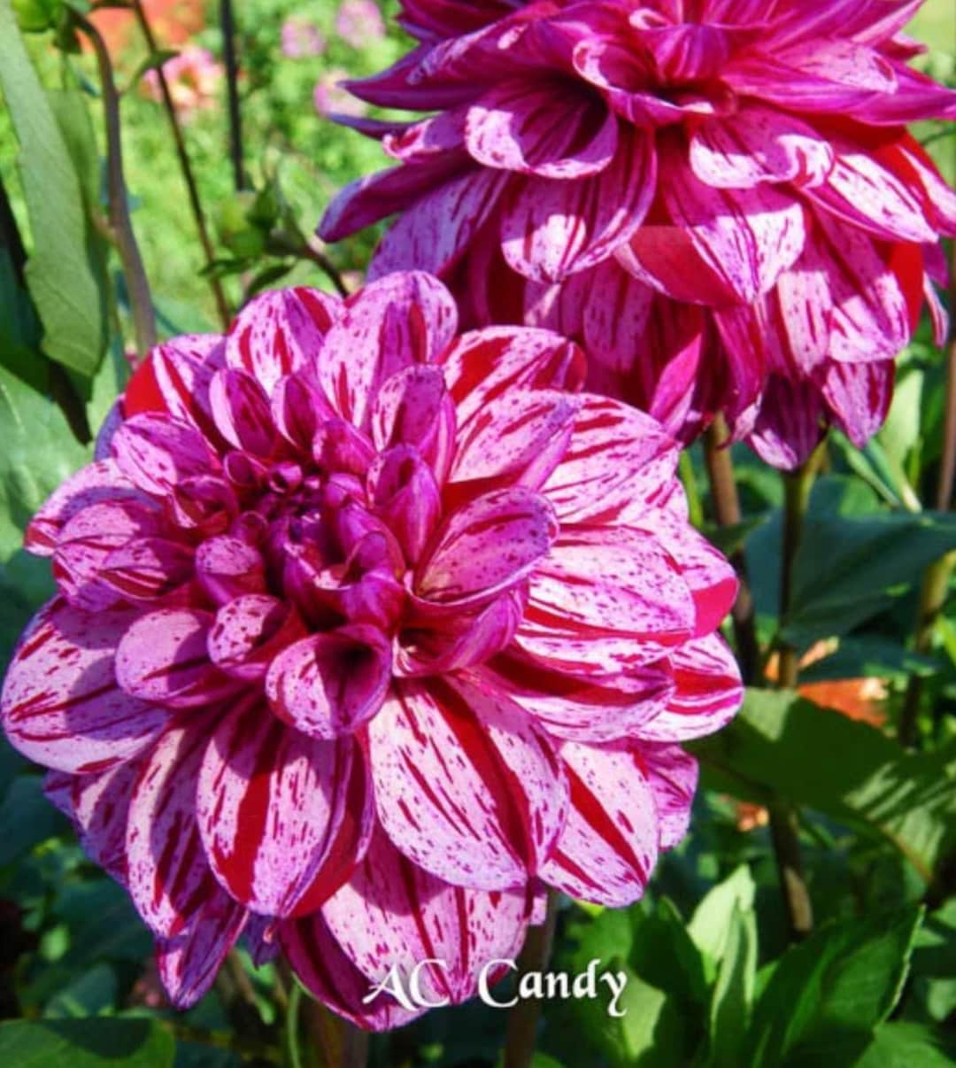 1 ac Candy Dahlia Tuber - Etsy