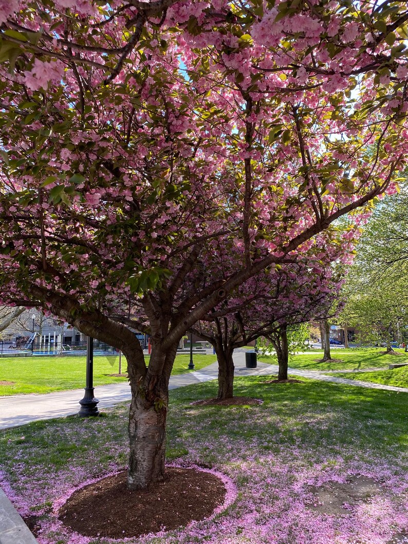 Cherry Blossoms in Boston’s South End - Etsy