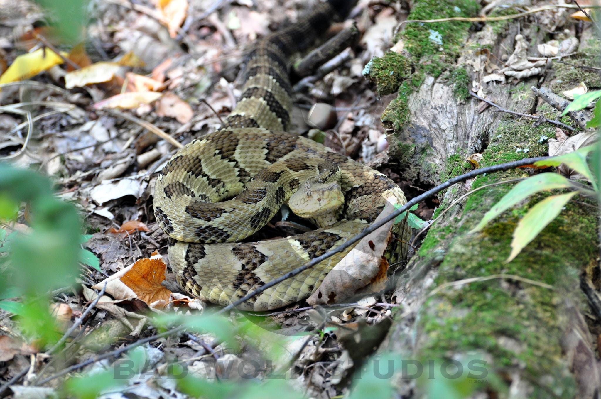 Timber Rattlesnake on Peters Mountain - Etsy