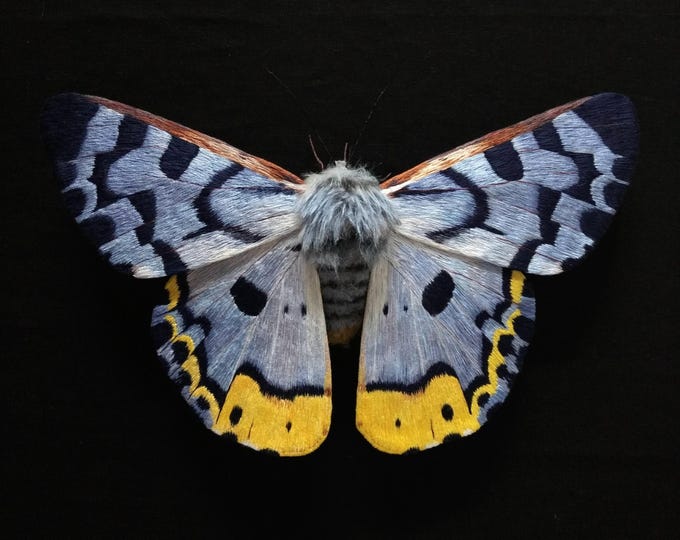 Extra Large Fiber Sculpture- Dyspania Transducta Moth - Etsy
