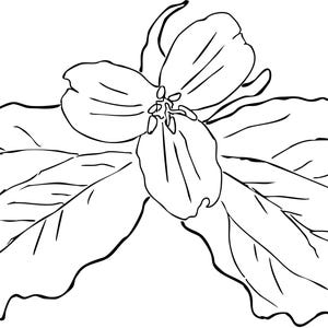 Wildflower SVG | Minimal Botanical Line Art | Multiple Formats Included ...
