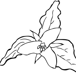 Wildflower SVG | Minimal Botanical Line Art | Multiple Formats Included ...