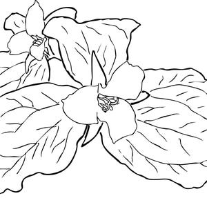Wildflower SVG | Minimal Botanical Line Art | Multiple Formats Included ...