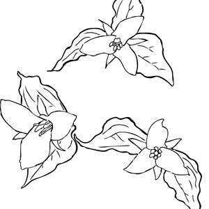 Wildflower SVG | Minimal Botanical Line Art | Multiple Formats Included ...