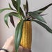 Flower Pot in the Shape of Corn - Etsy