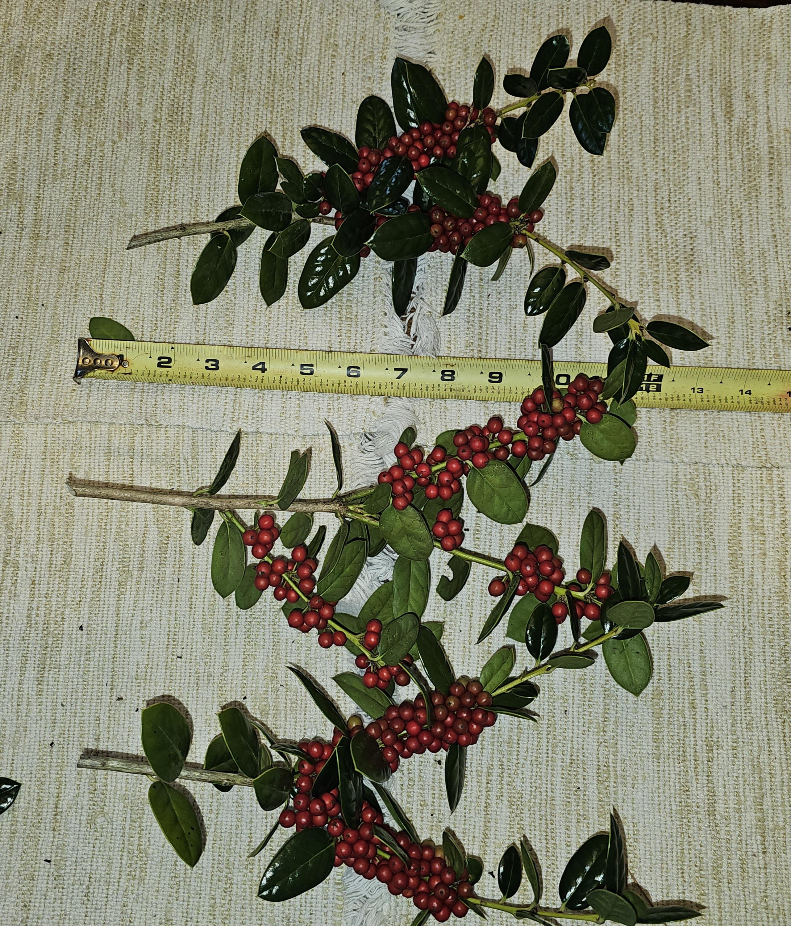 Fresh Holly With Berries 7-8 Sprigs Plus Extras Depending on Room in ...