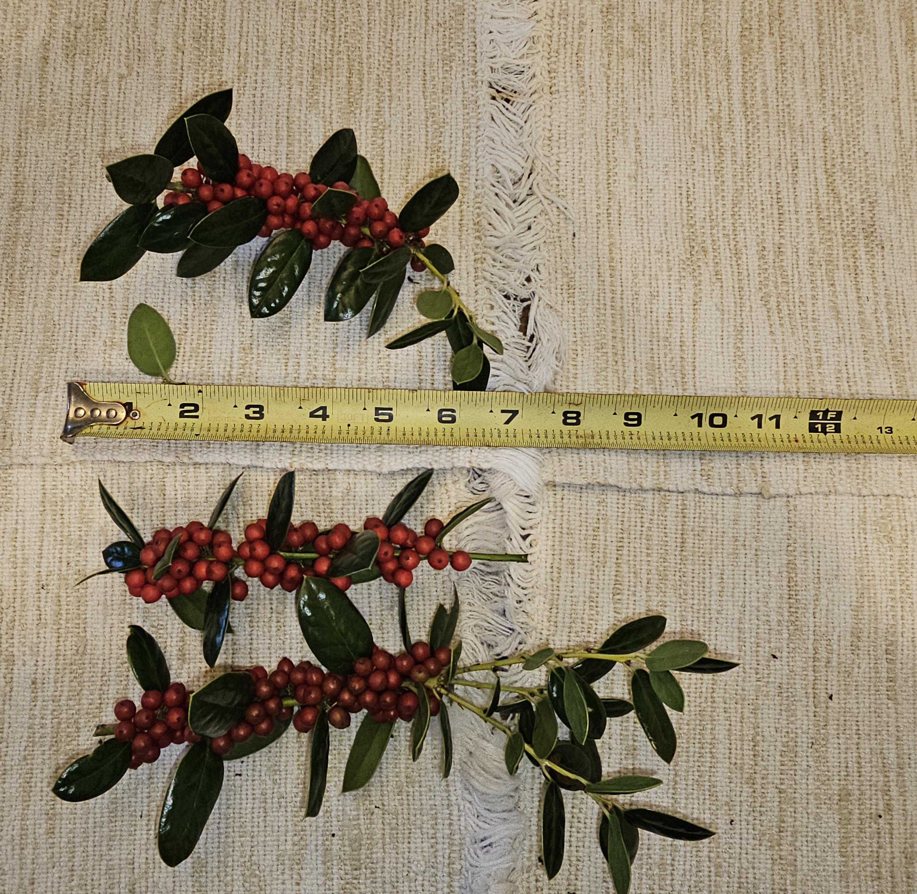 Fresh Holly With Berries 7-8 Sprigs Plus Extras Depending on Room in ...