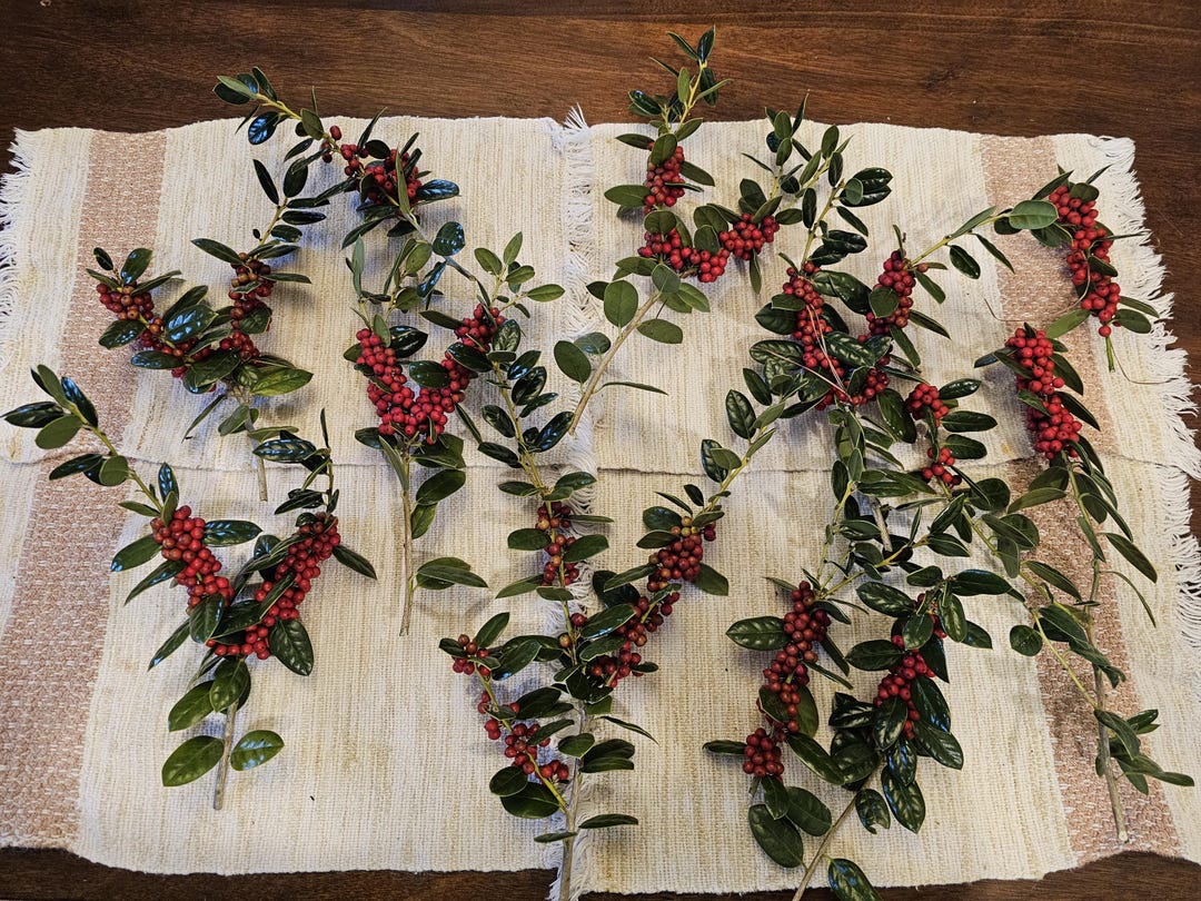 Fresh Holly With Berries 7-8 Sprigs Plus Extras Depending on Room in ...