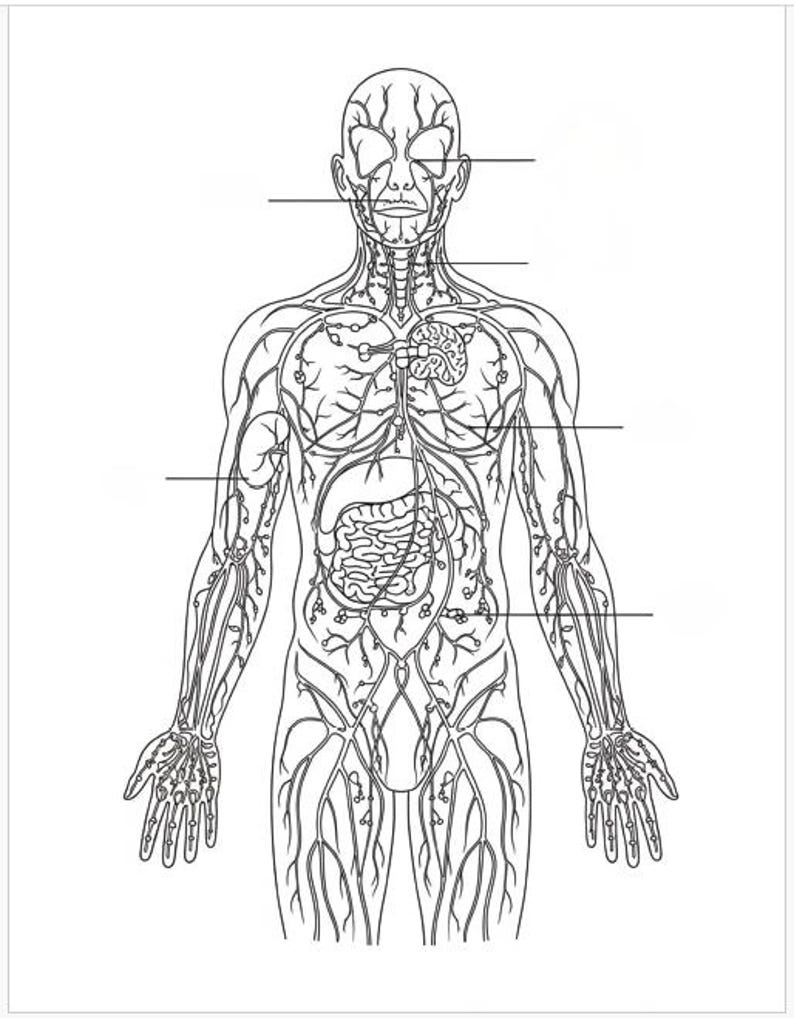 Lymphatic & Immune System: the Human Anatomy Coloring Book - Etsy