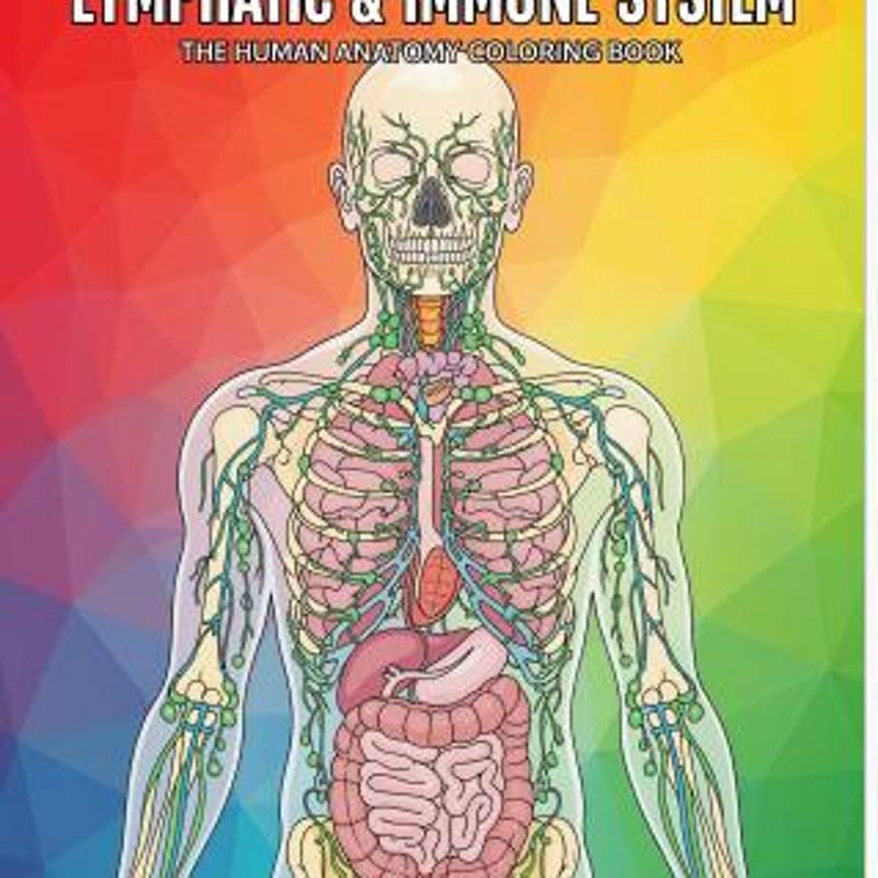 Lymphatic System Anatomy - Etsy