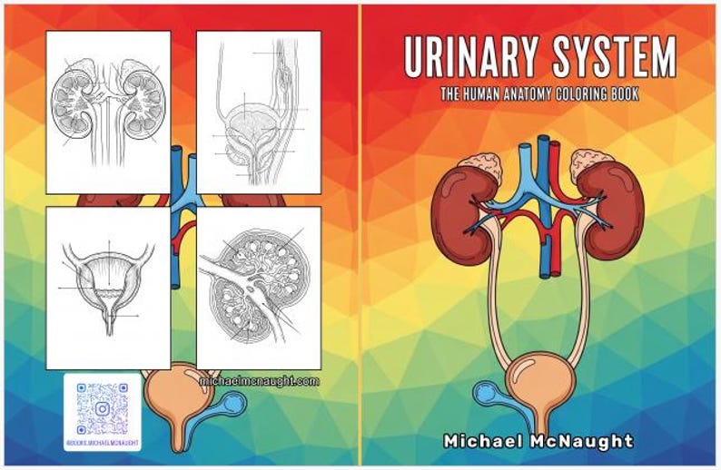 Urinary System: the Human Anatomy Coloring Book - Etsy
