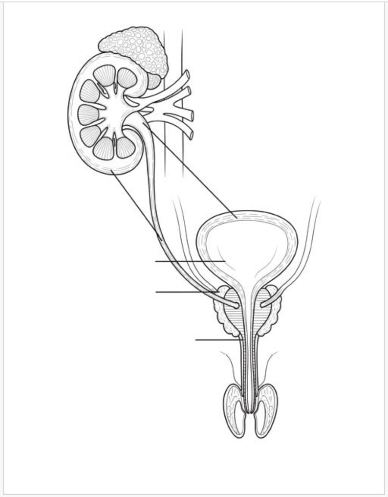 Urinary System: the Human Anatomy Coloring Book - Etsy