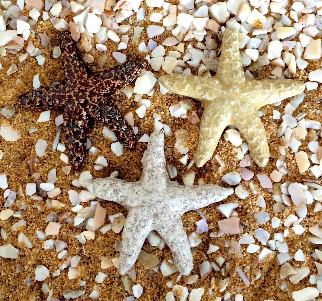 3 Starfish Tiles - Etsy