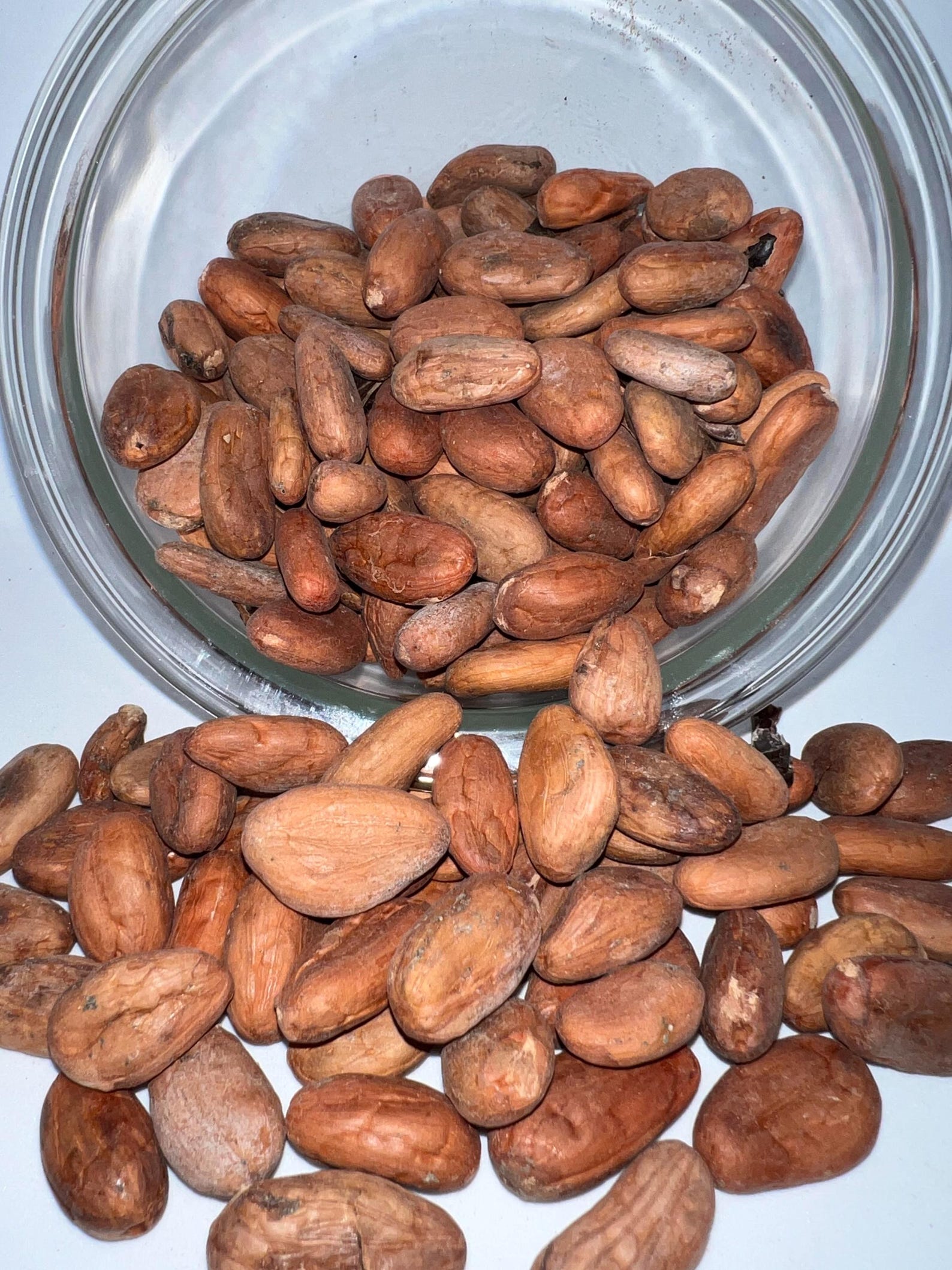 100% Organic Raw Cacao Beans - Etsy