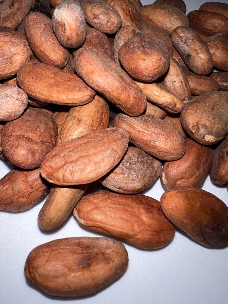 100% Organic Raw Cacao Beans - Etsy