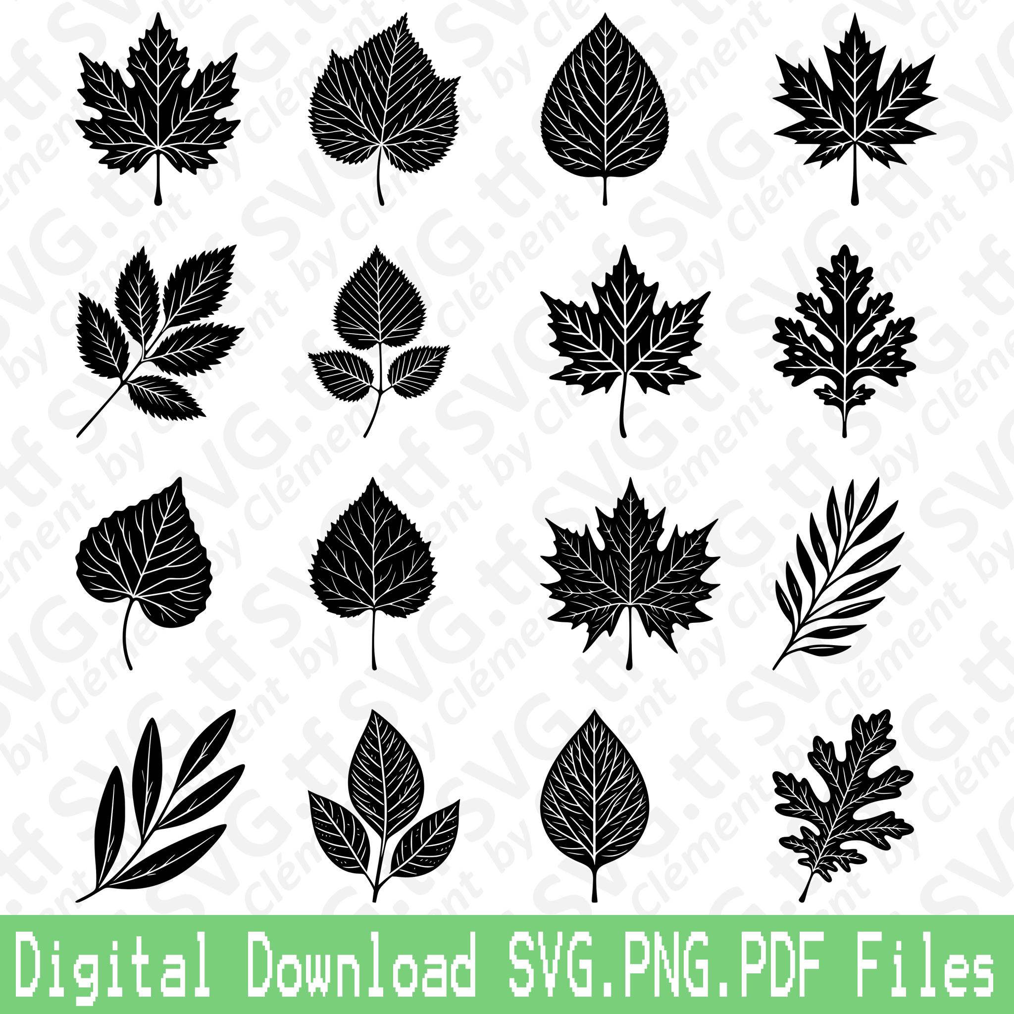 Tree Leaf. SVG PNG PDF Files. Olive Oak Mapple Fall Autumn Nature ...