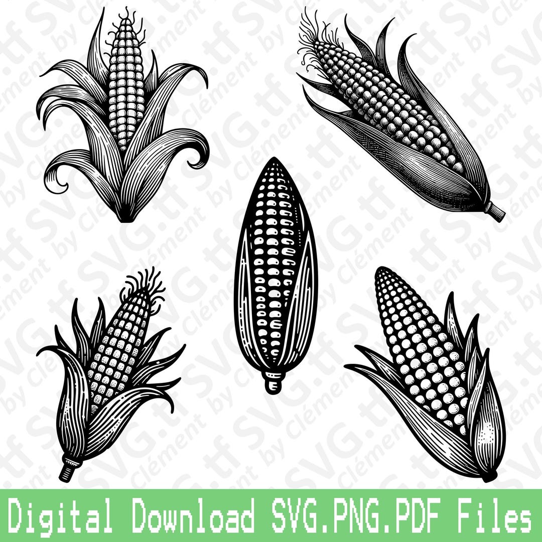 Ear of Corn. SVG PNG PDF Files. Fall Autumn Field Food Nature Vector ...